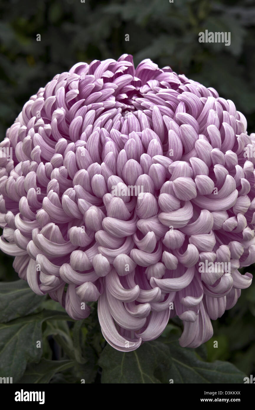 Purple chrysanth hi-res stock photography and images - Alamy