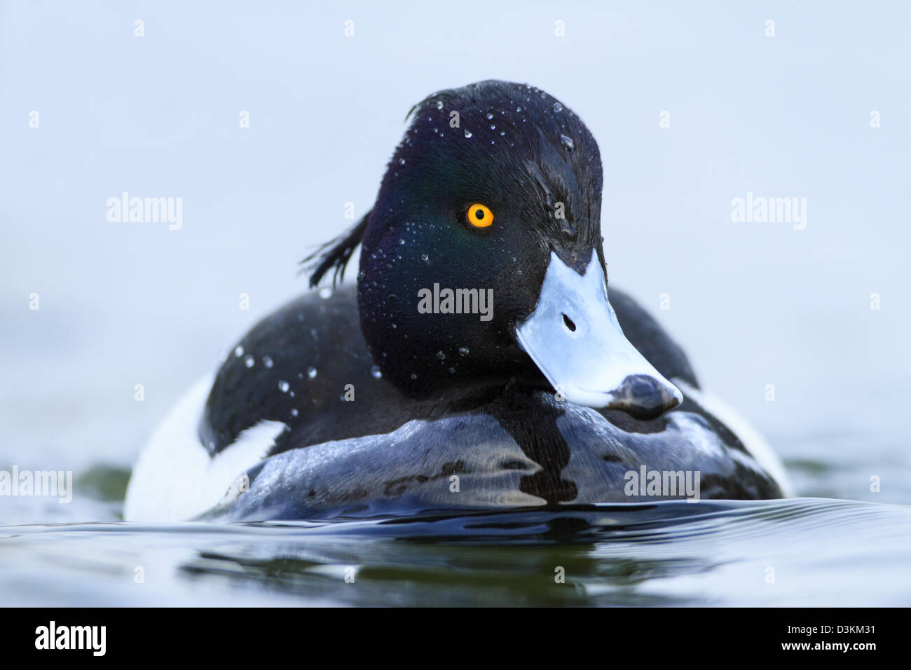 Image of duck hi-res stock photography and images - Alamy