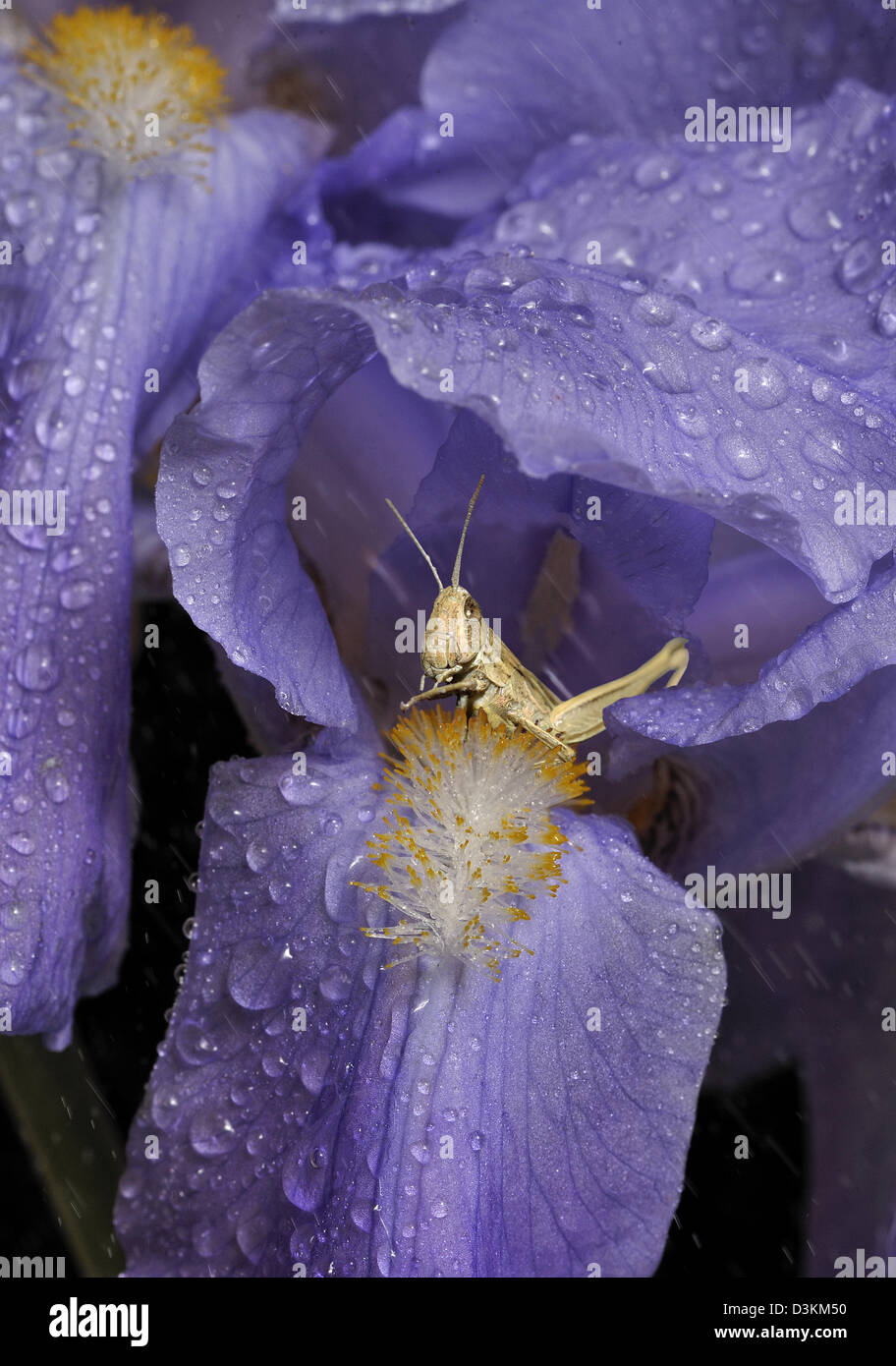 Grasshopper taking shelter from the rain inside the bloom of a blue ...
