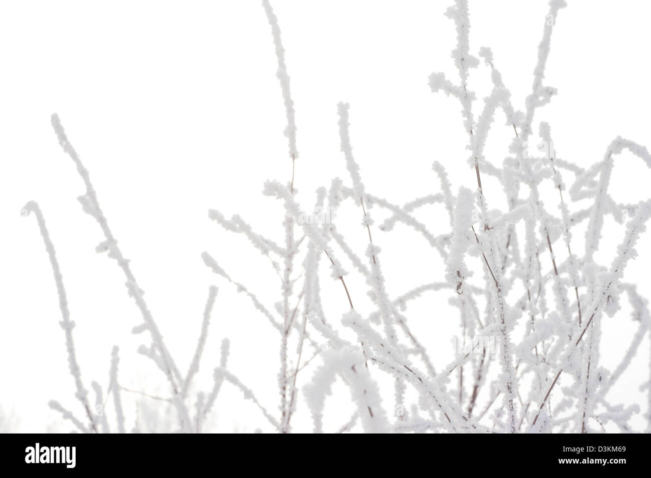 Detail of a group of frozen twigs Stock Photo - Alamy