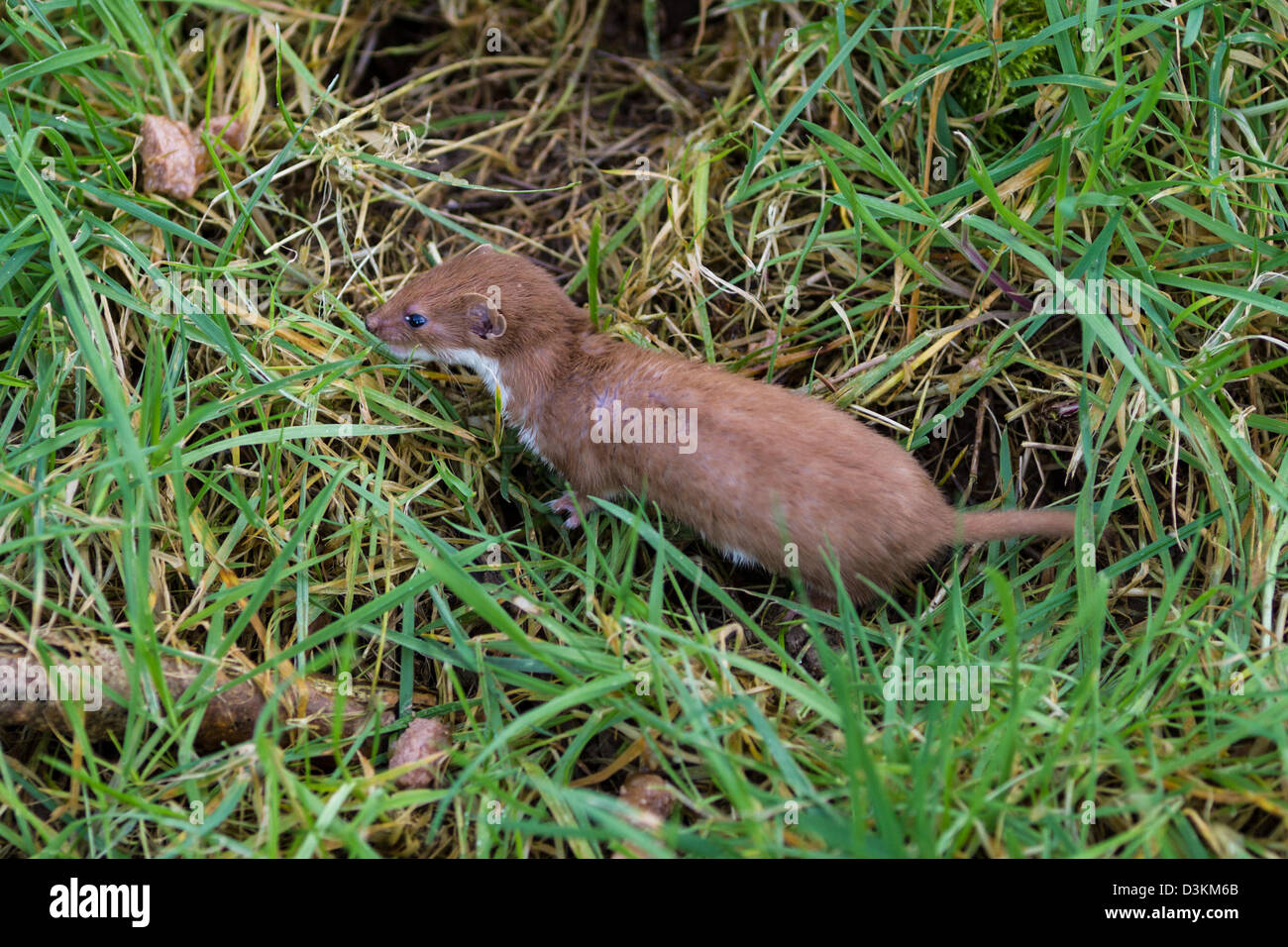 Weasel ( Mustela ) standing in grass alert Stock Photo - Alamy