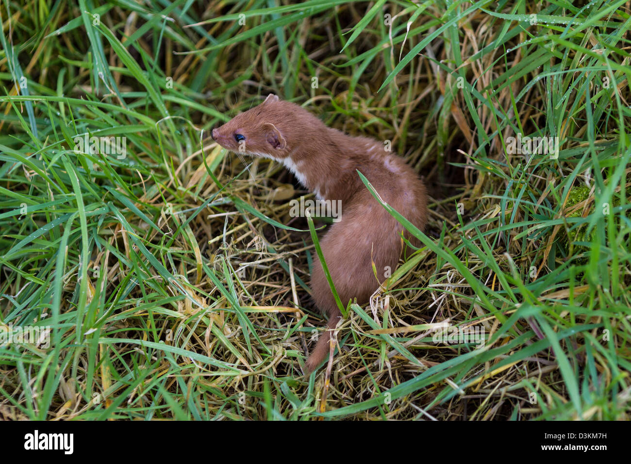 Weasel ( Mustela ) standing in grass alert Stock Photo - Alamy