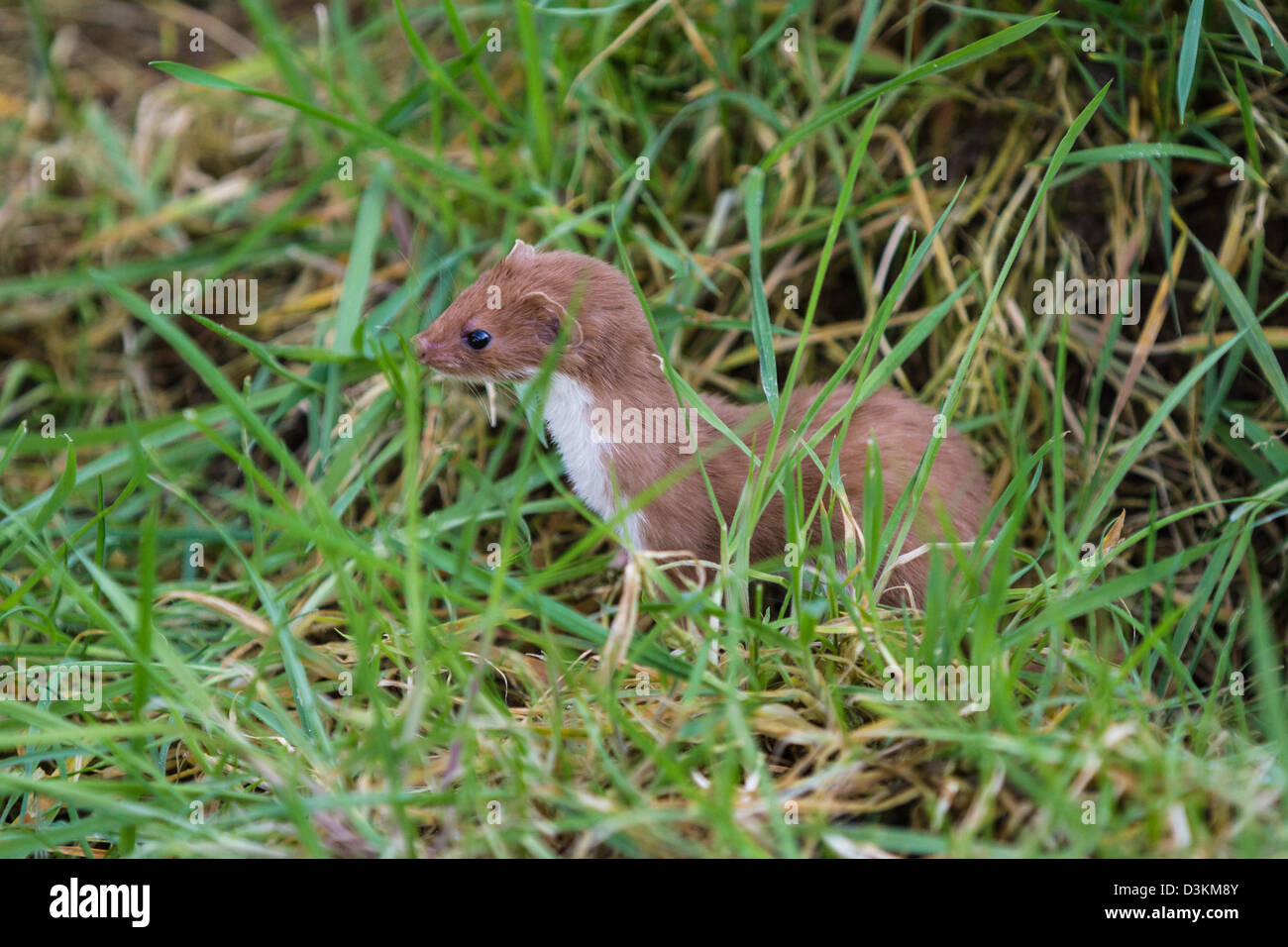 Weasel ( Mustela ) standing in grass alert Stock Photo - Alamy
