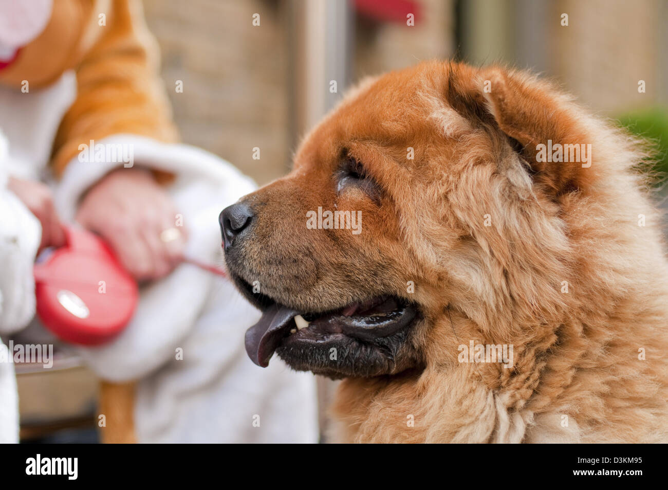 Chow chow dog Stock Photo - Alamy