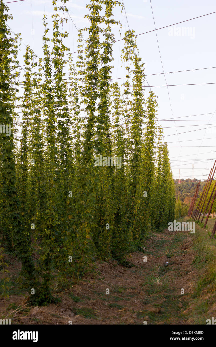 Hops stem to stem hi-res stock photography and images - Alamy