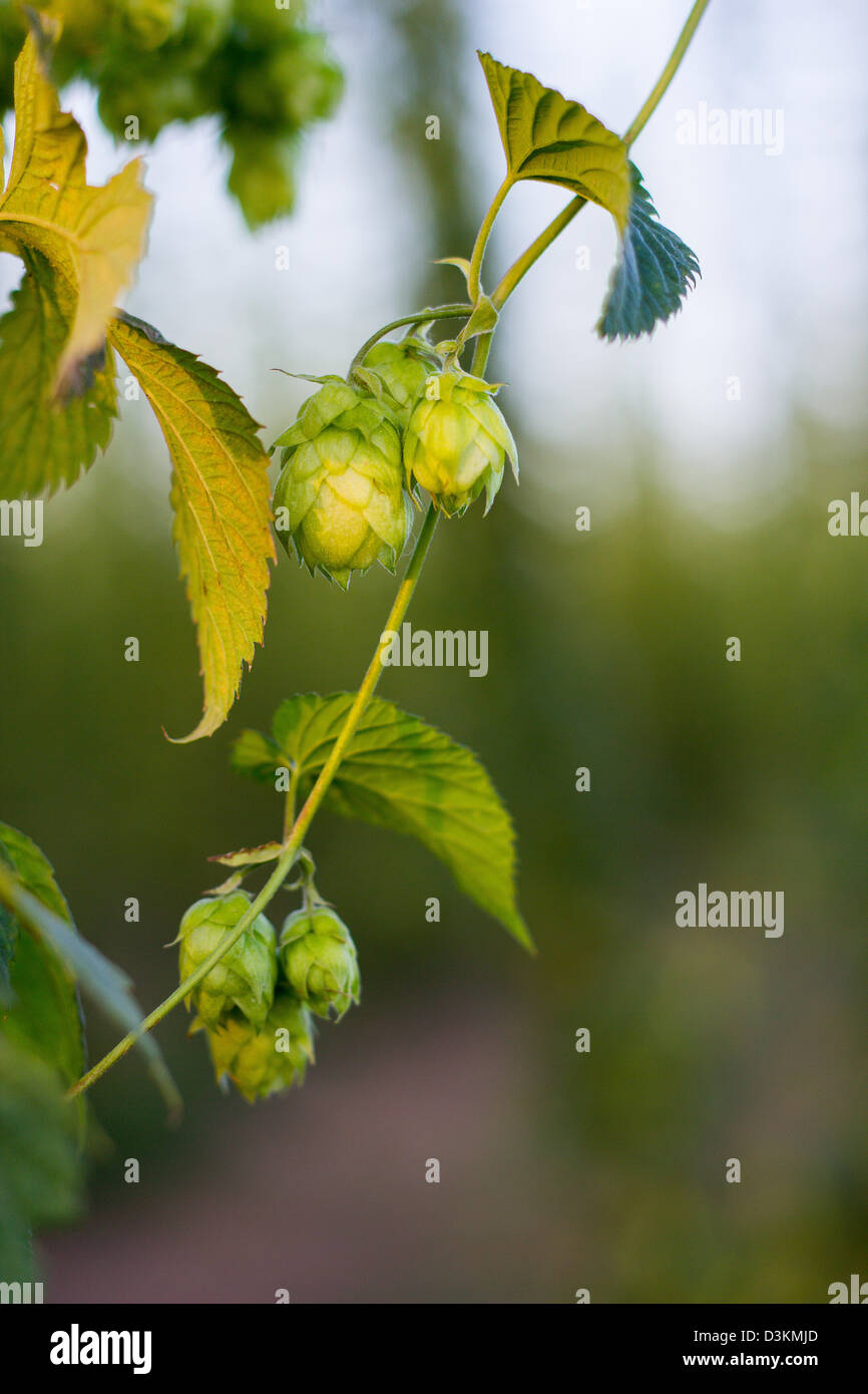 Beautiful hops hi-res stock photography and images - Alamy