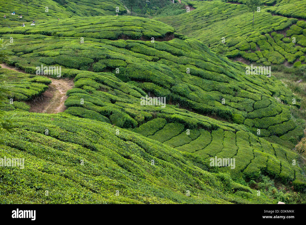 Ornately patterned fields of teaplants at a tea plantation just outside ...