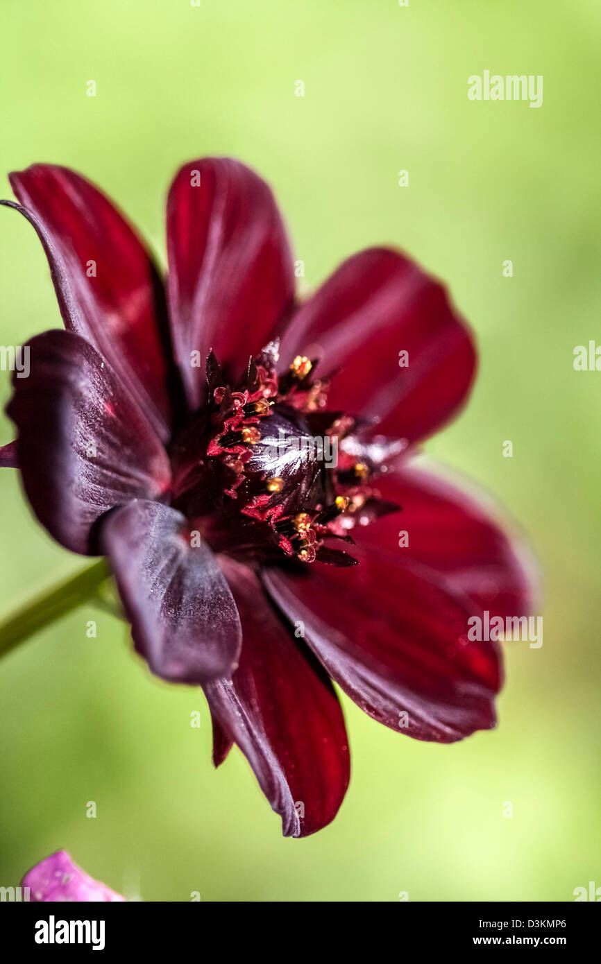Purple heart plant detail hi-res stock photography and images - Alamy