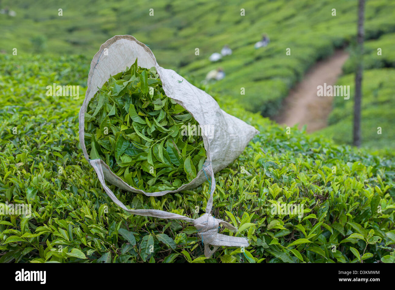 Bag of picked tea leaves at a tea plantation just outside of Munnar ...
