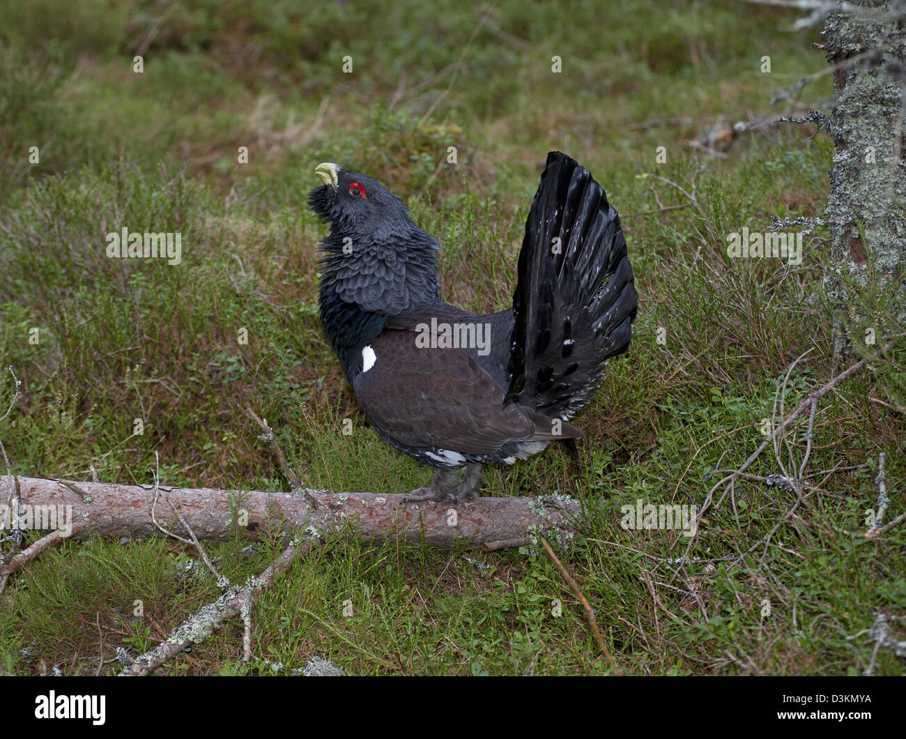 Mostly sedentary birds in uk hi-res stock photography and images - Alamy
