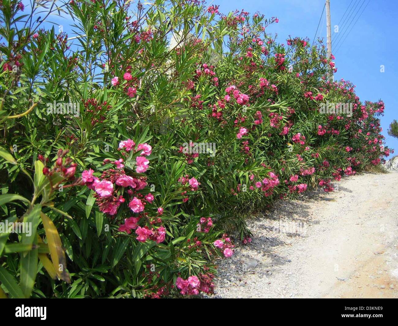 (dpa) - The picture dated 31 May 2005 shows pink oleander blossoms ...