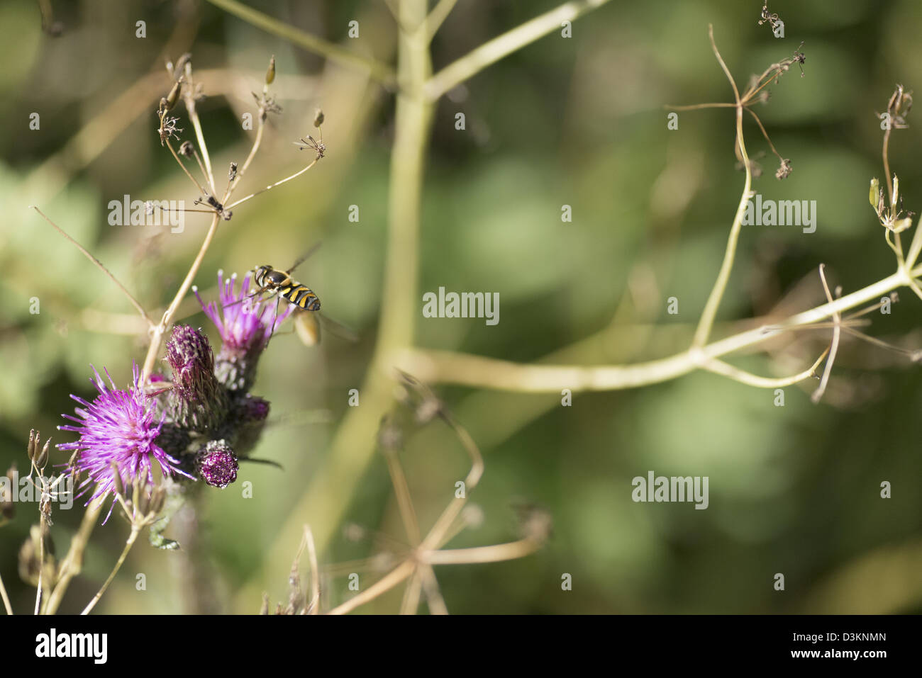 Creepy flying insects hi-res stock photography and images - Alamy