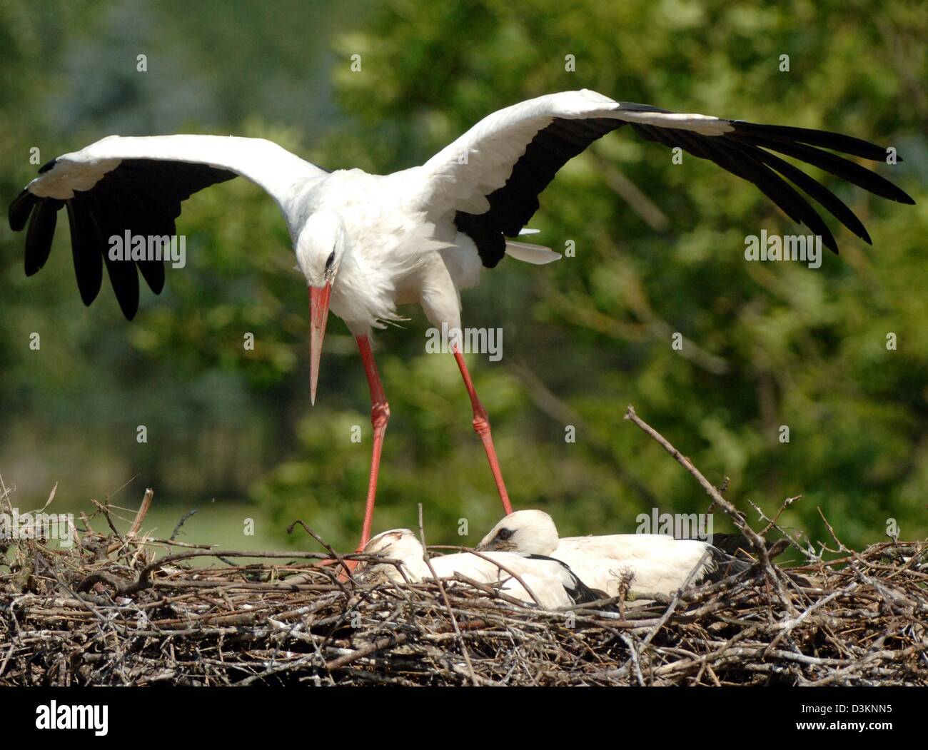 (dpa) - A stork lands on its nest with two young birds waiting in ...