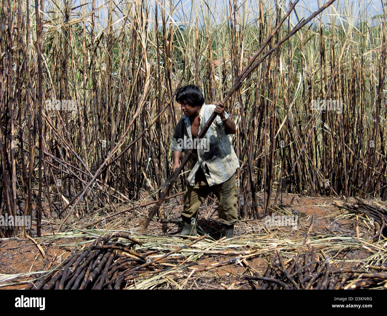 (dpa) - The picture dated 03 March 2005 shows a Central American native ...
