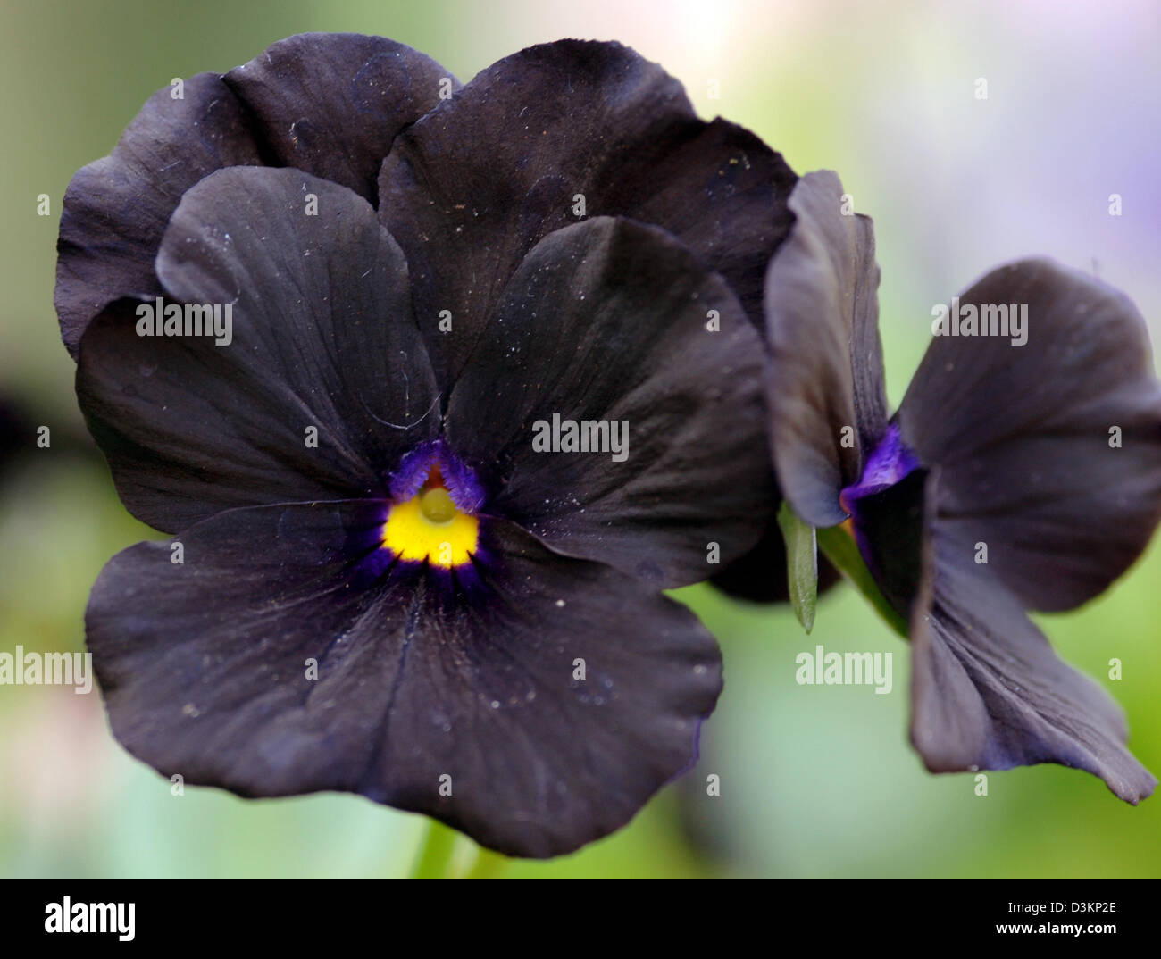 (dpa) - The picture shows black pansies in 'The lost Gardens of Heligan ...