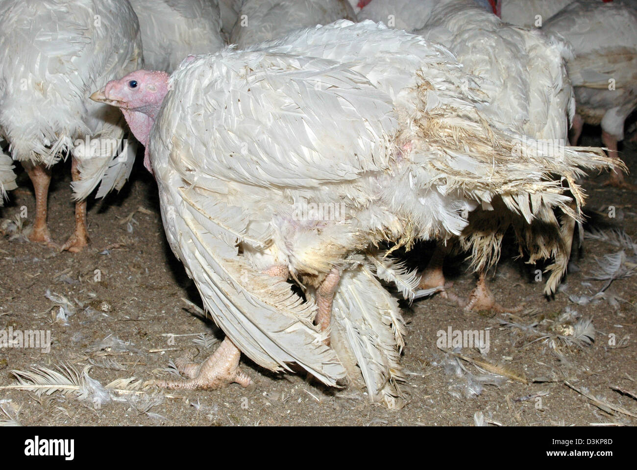 (dpa) - A turkey hen pictured in a barn on a turkey hen farm in Germany ...