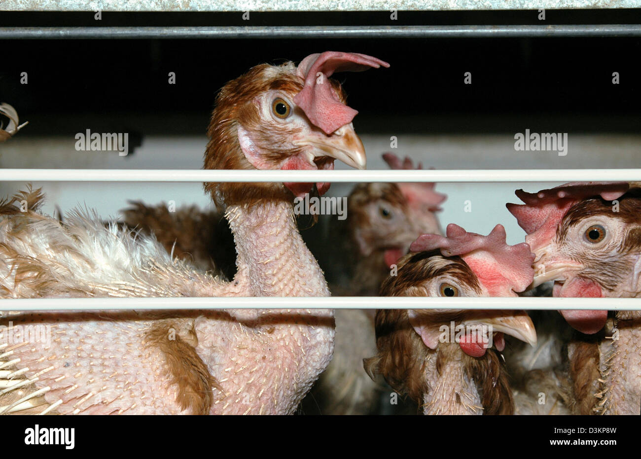 (dpa) - Chicken pictured behind the bars of a cage, which measuring ...
