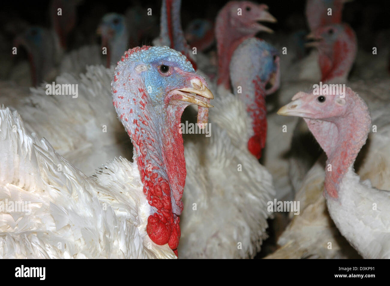 (dpa) - Turkey hens pictured in a barn on a turkey hen farm in Germany ...
