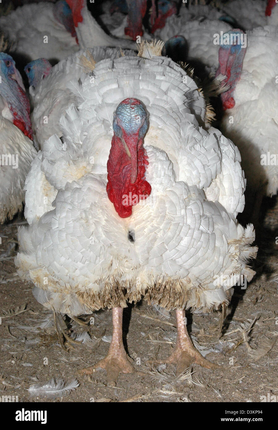 (dpa) - A male turkey hen pictured in a barn on a turkey hen farm in ...