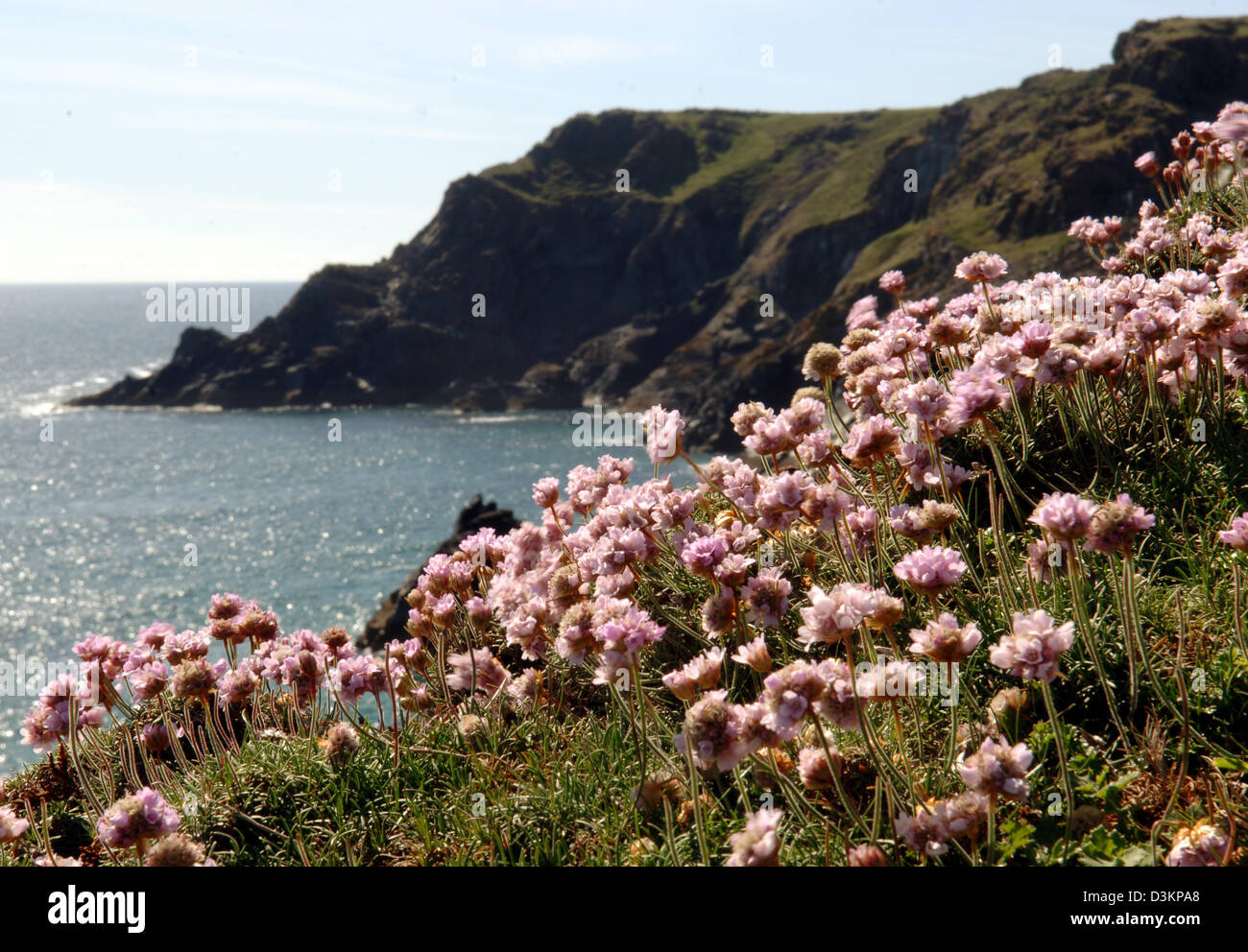 Kynance cove flowers hi-res stock photography and images - Alamy