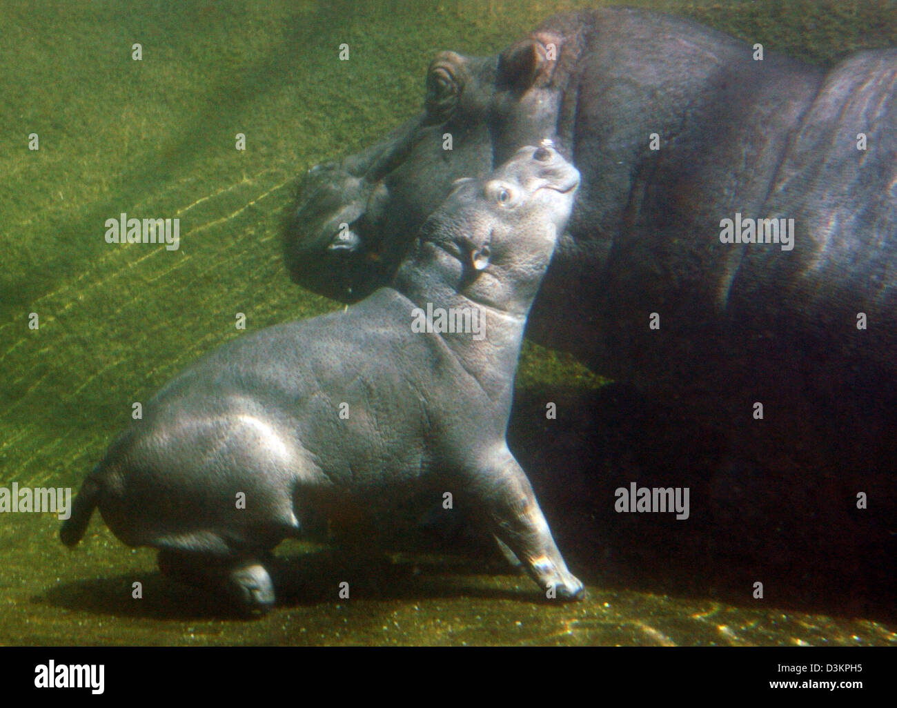 (dpa) - Hippo mama Nicole and her baby Gregor swim side by side during ...