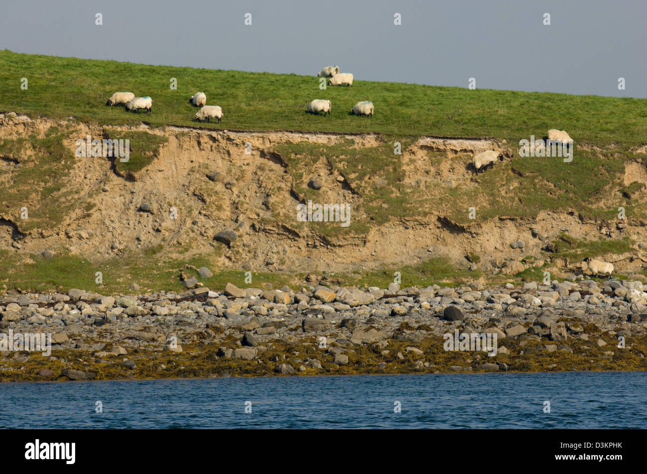 Sheep grazing on the top of a small cliff on an Island in Clew Bay ...