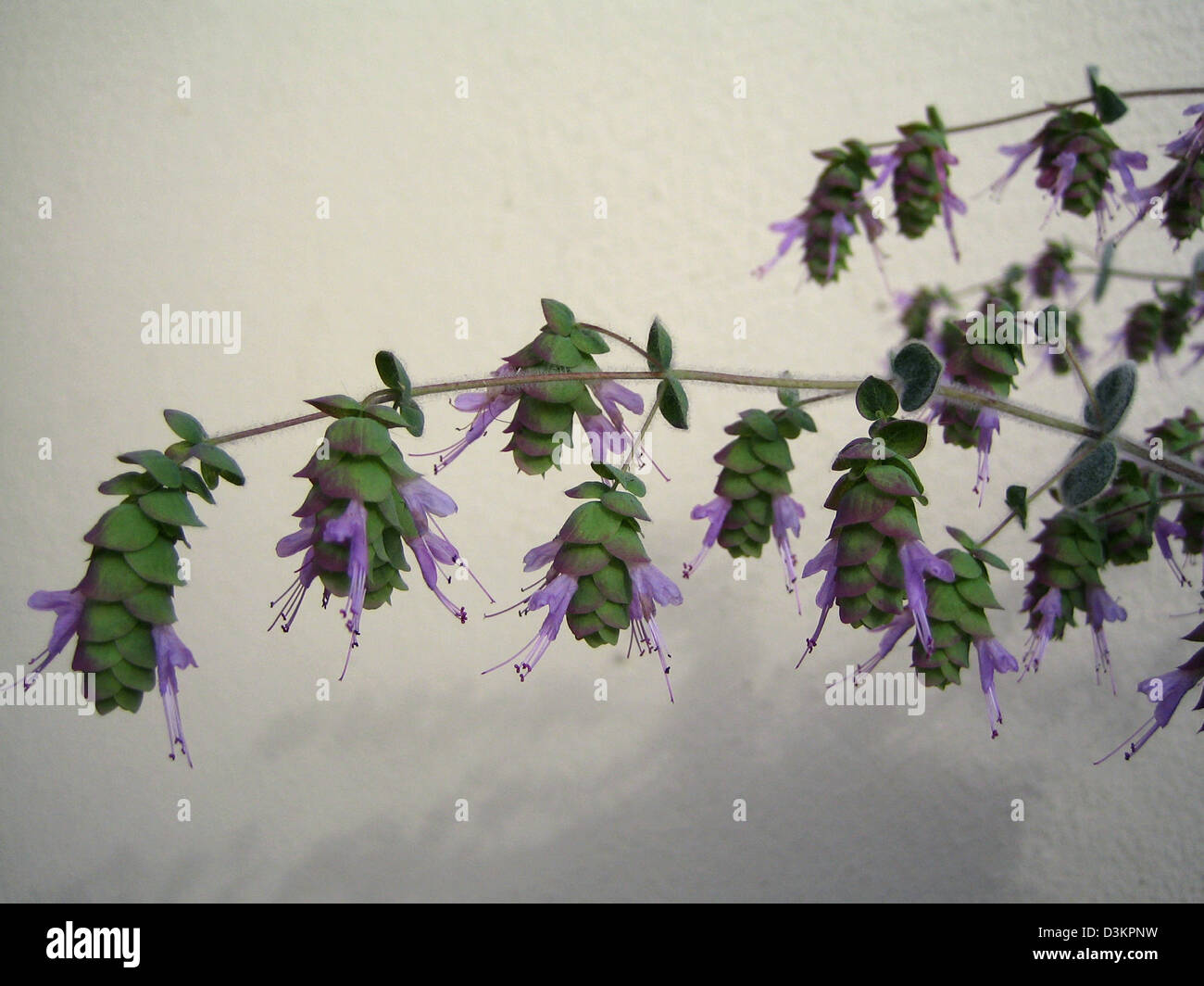 (dpa) - Pubescent leaves and light purple coloured blooms of the ...