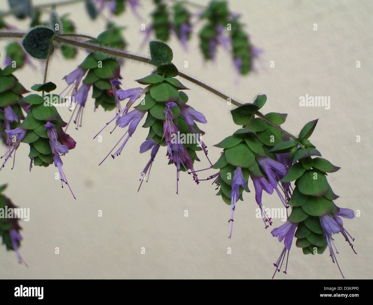 (dpa) - Pubescent leaves and light purple coloured blooms of the ...