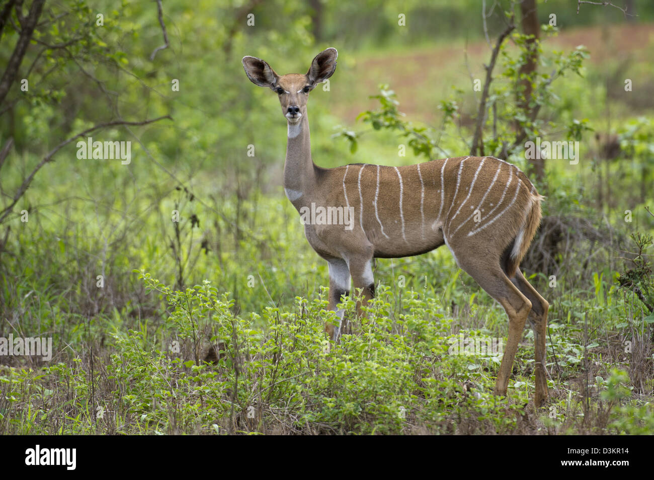 Lesser kudu hi-res stock photography and images - Alamy