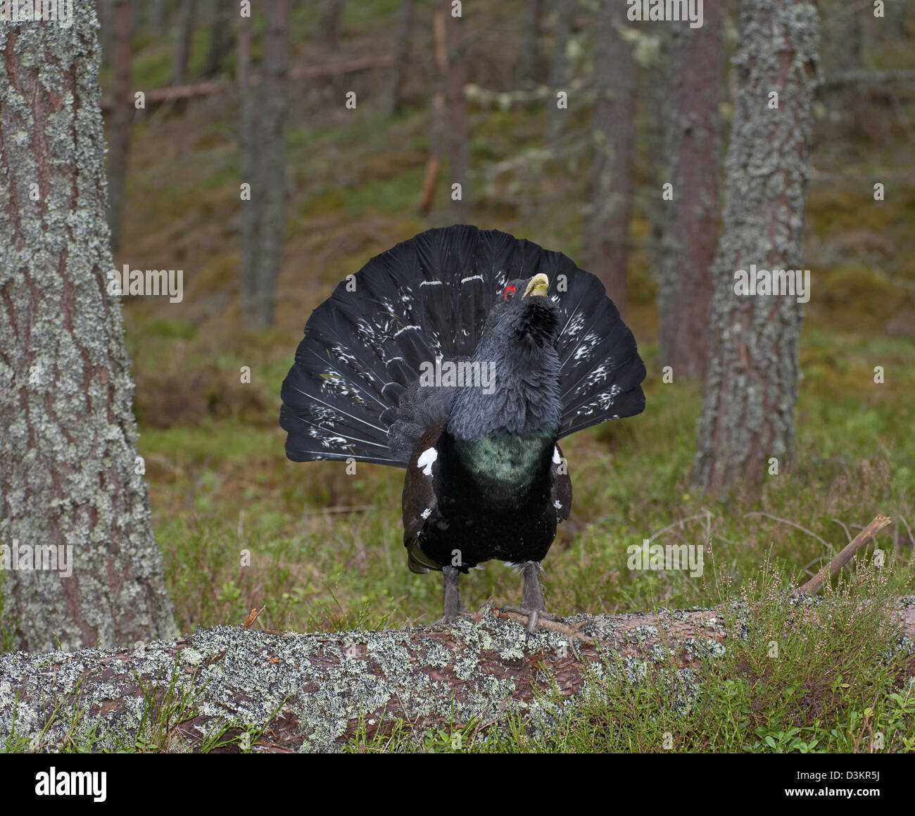 Mostly sedentary birds in uk hi-res stock photography and images - Alamy