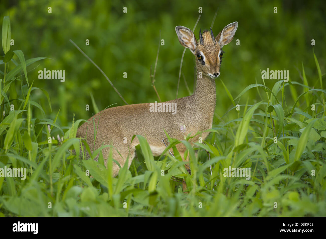 Kirk's dik-dik ( Madoqua kirki), Tsavo West National Park, Kenya Stock ...