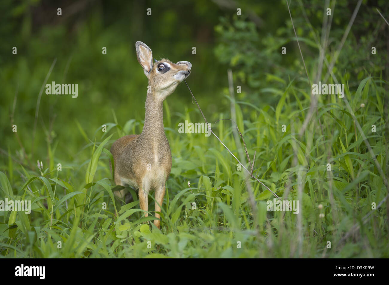 Kirk's dik-dik ( Madoqua kirki), Tsavo West National Park, Kenya Stock ...