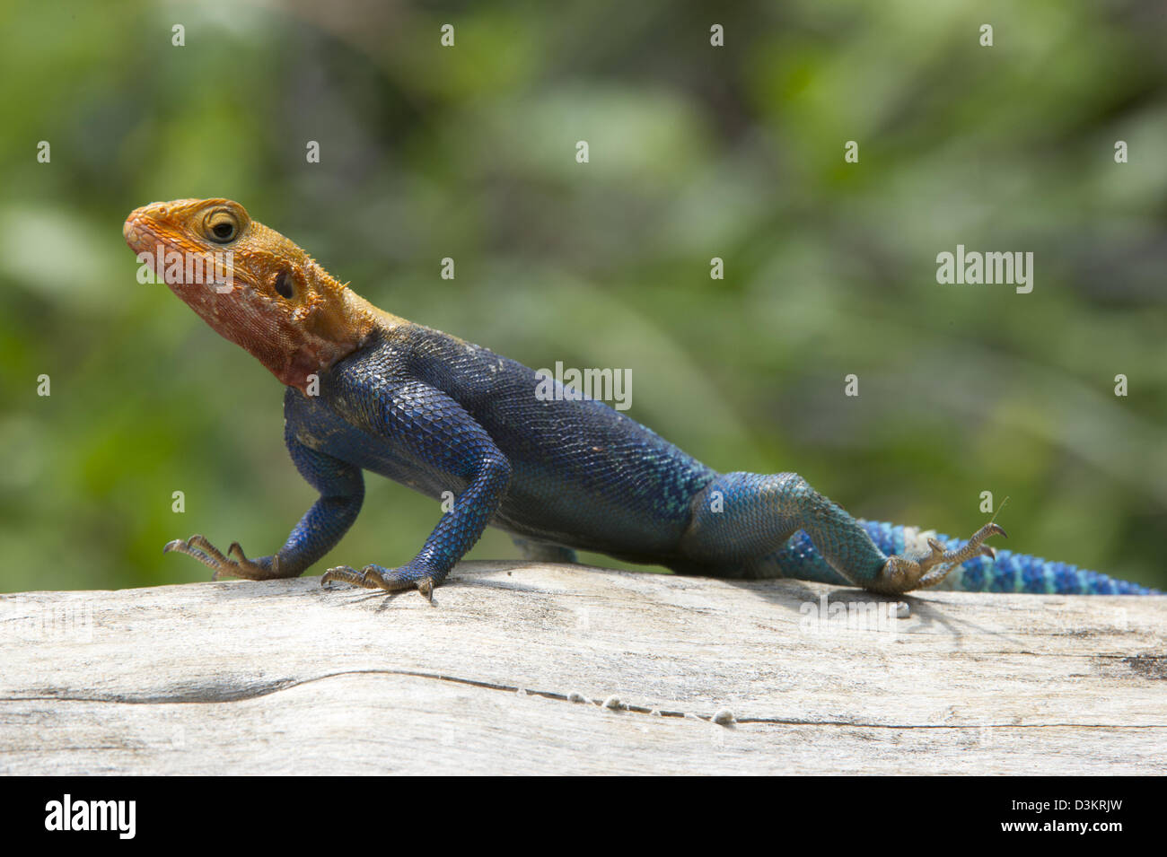 Lizards of west africa hi-res stock photography and images - Alamy