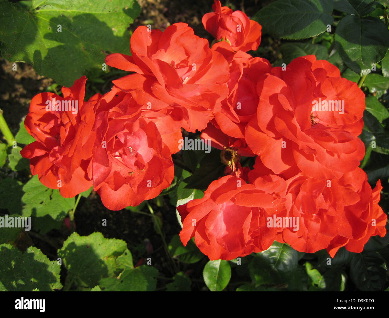 (dpa file) - Red roses are pictured in a garden in Fulda, Germany, 30 ...