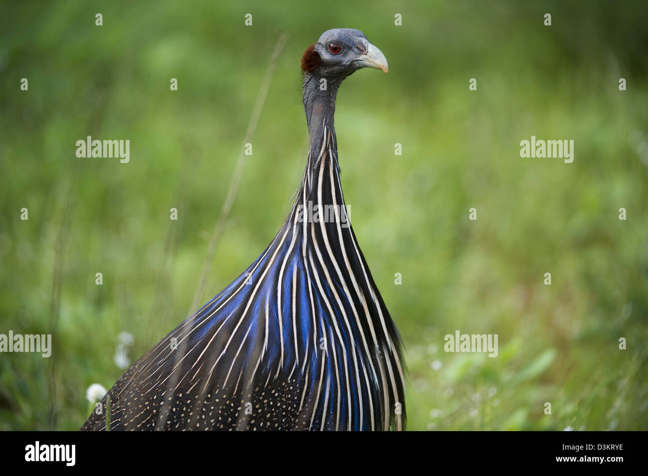 Vulturine Guineafowl (Acryllium vulturinum), Tsavo West National Park ...