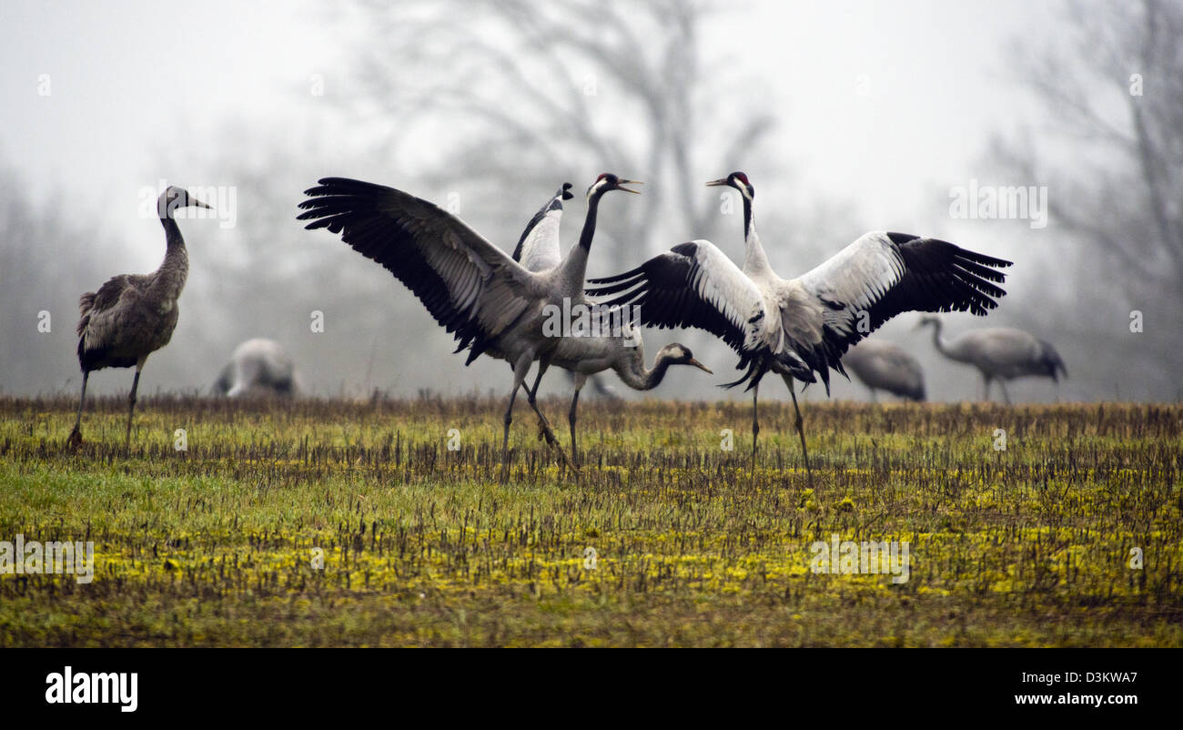 Cranes Sweeps at Saint-Remy-en-Bouzemont-Saint-Genest-et-Isson, dancing ...