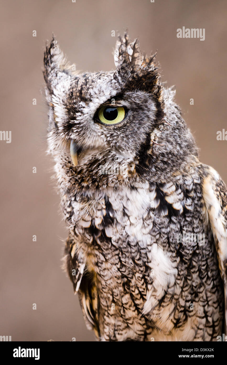 Megascops hi-res stock photography and images - Alamy