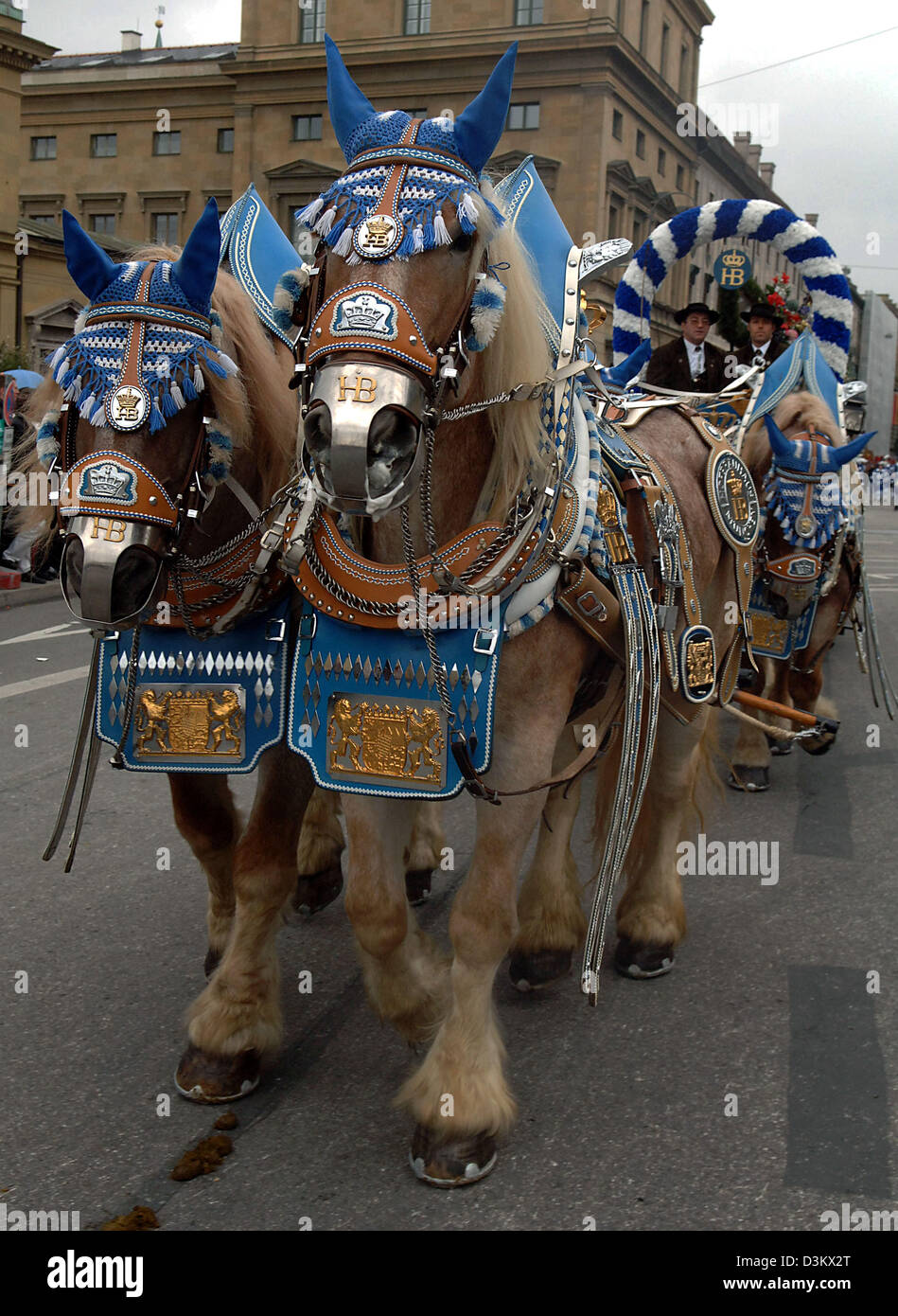 (dpa) - The picture shows a harnessed team of dray-horses during the ...