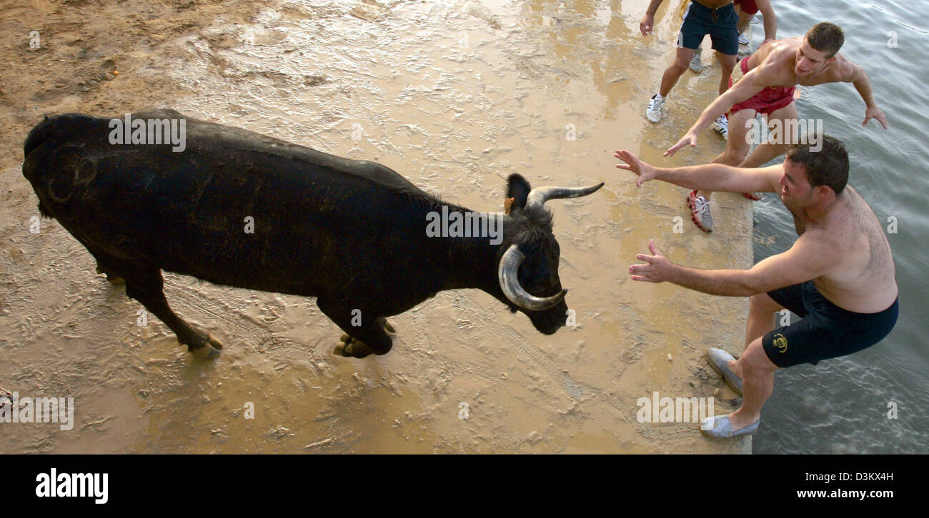 (dpa) - Young men try to make a bull jump into the sea during the ...