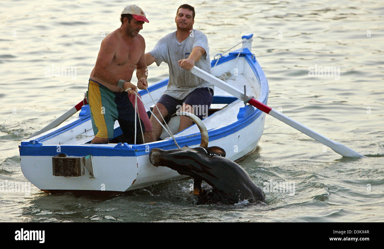 Human interest hum animals customs and traditions bull water boat male ...