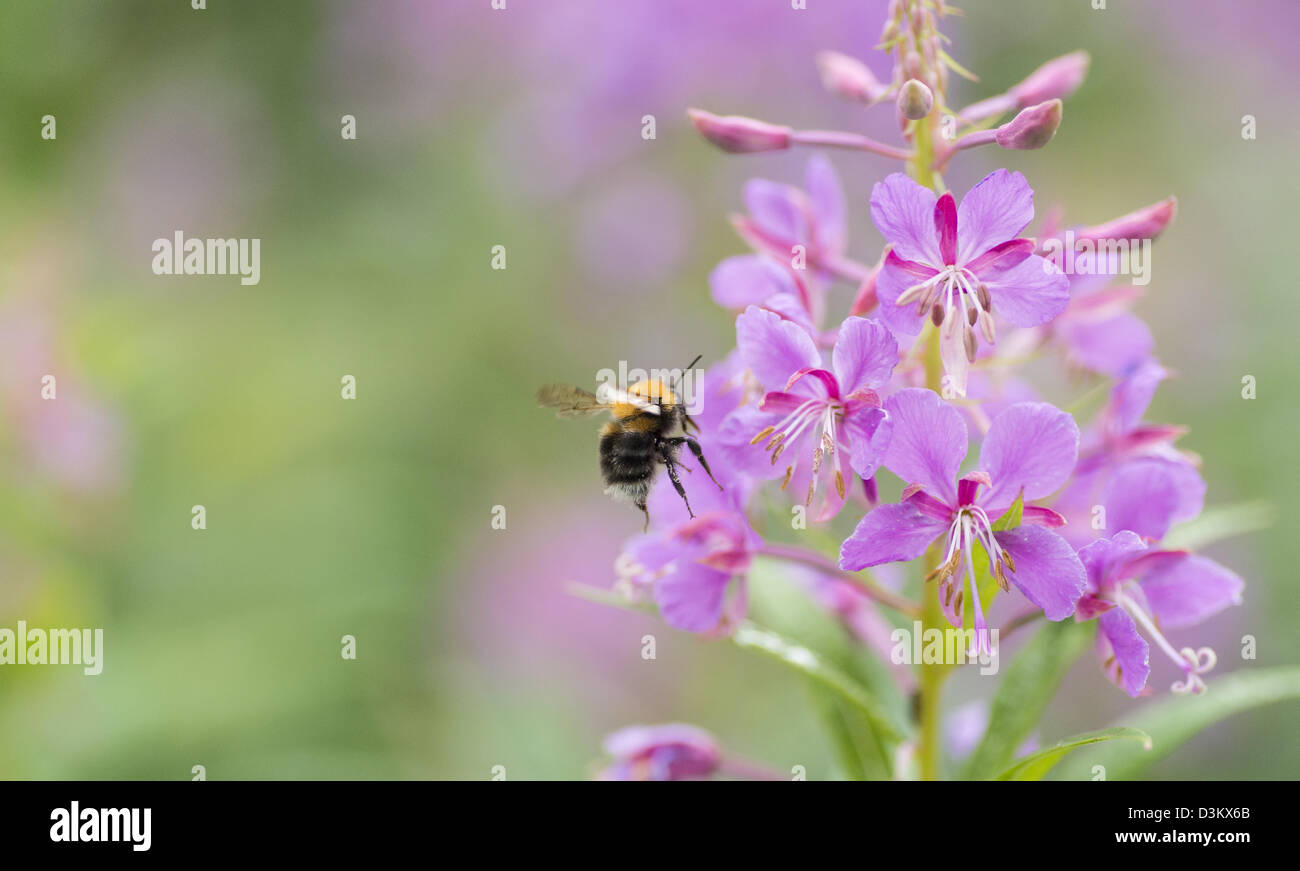 Fireweed honey hi-res stock photography and images - Alamy