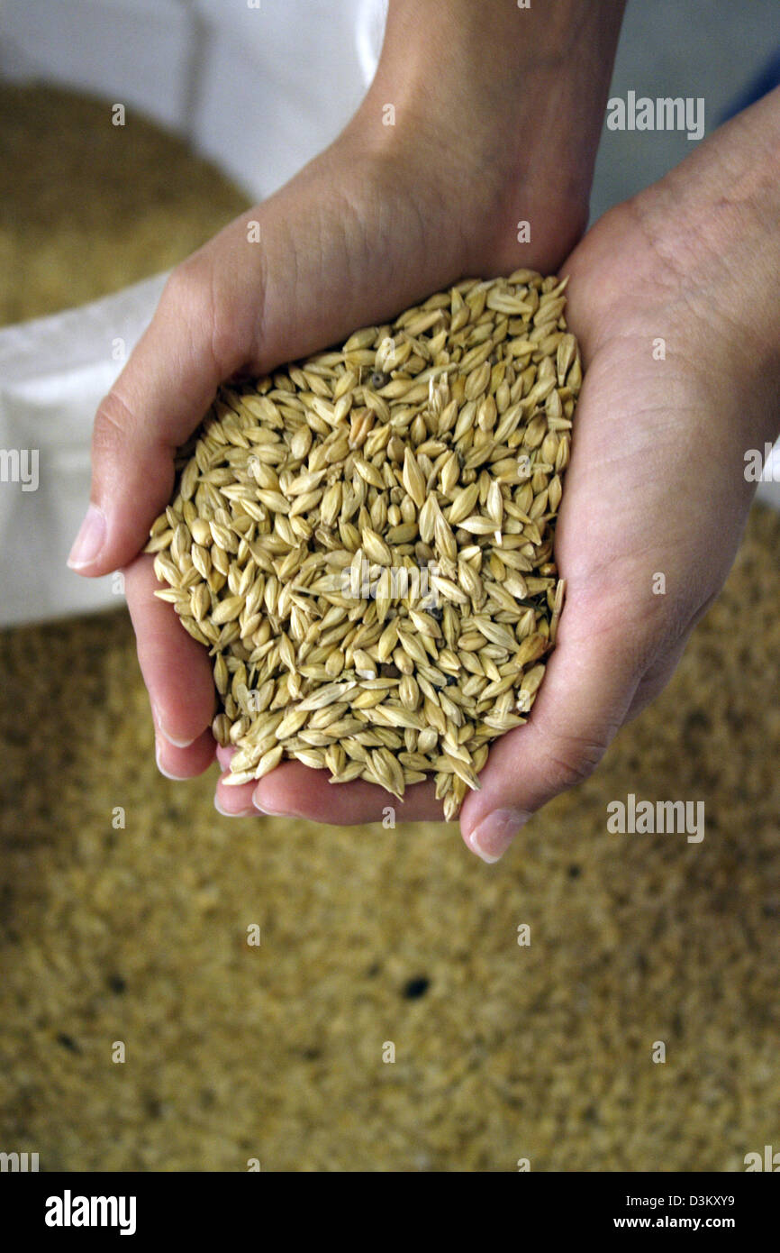 (dpa) - The picture shows a pair of hands holding grain, 11 September ...