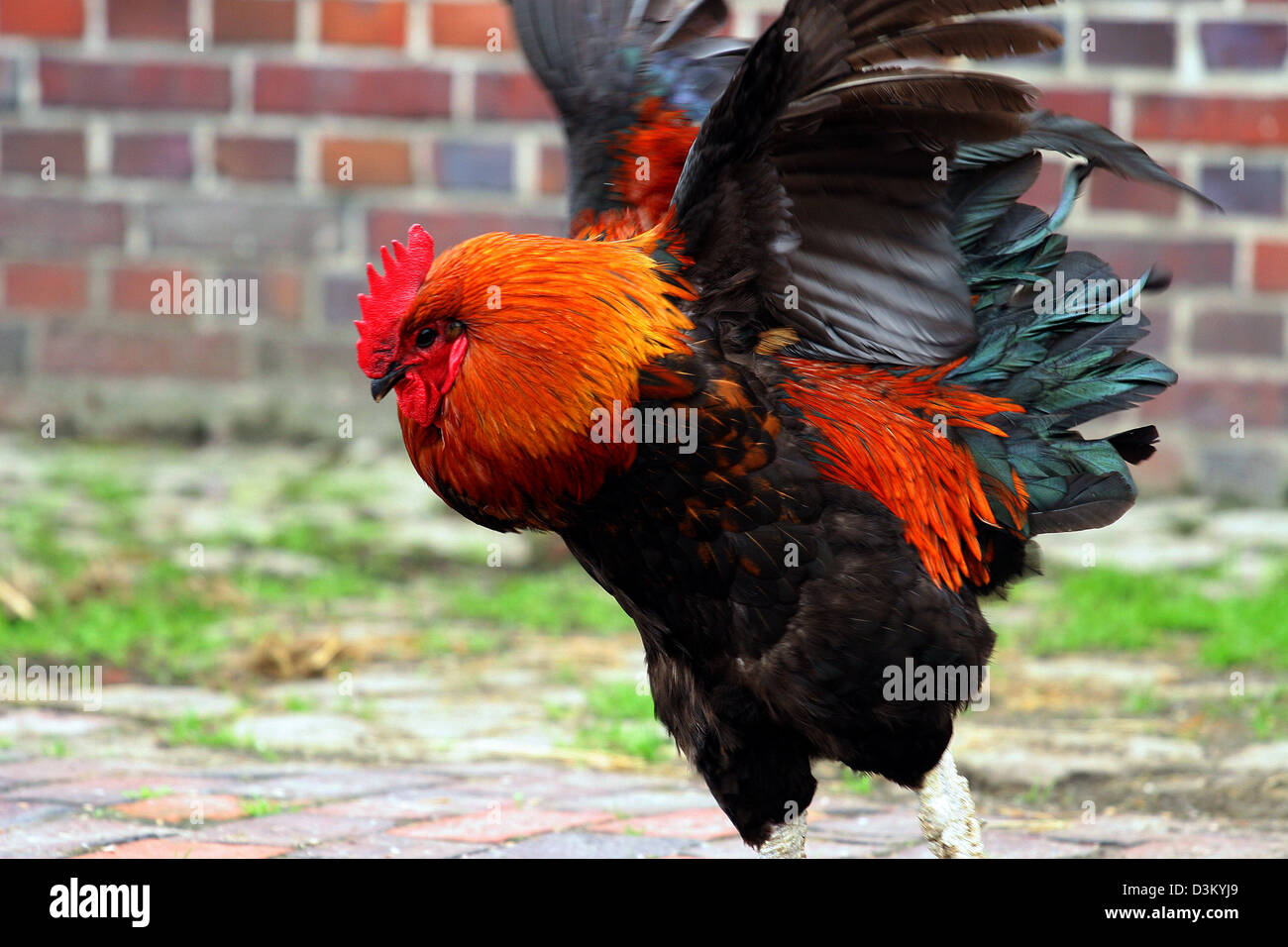 Rooster flapping wings hi-res stock photography and images - Alamy