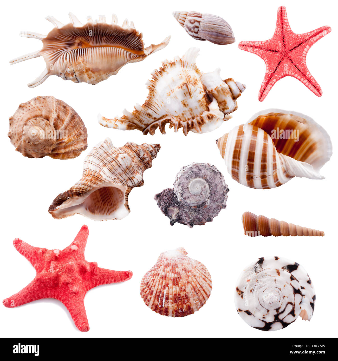 Set of 12 shells Stock Photo - Alamy