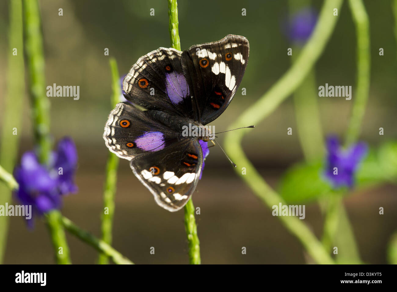 Blue pansy, Junonia oenone, Watamu, Kenya Stock Photo - Alamy