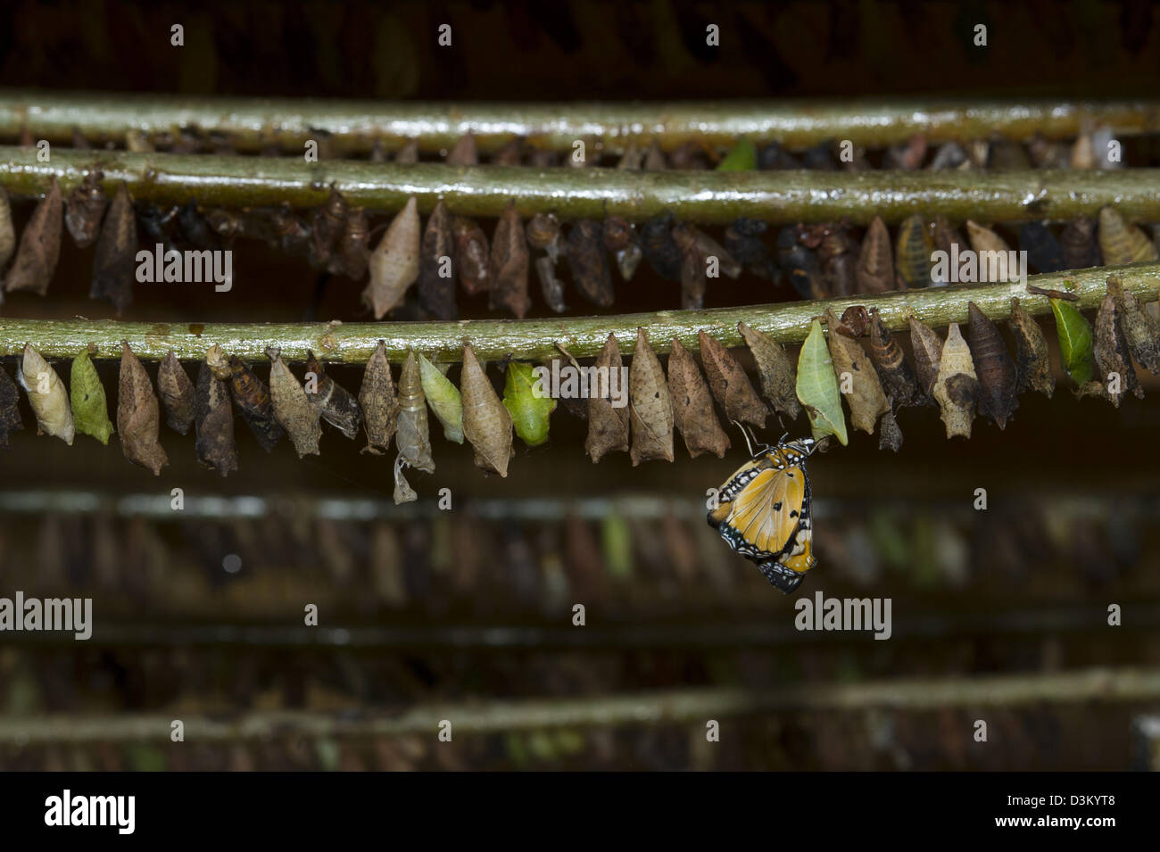 Kipepeo project hi-res stock photography and images - Alamy