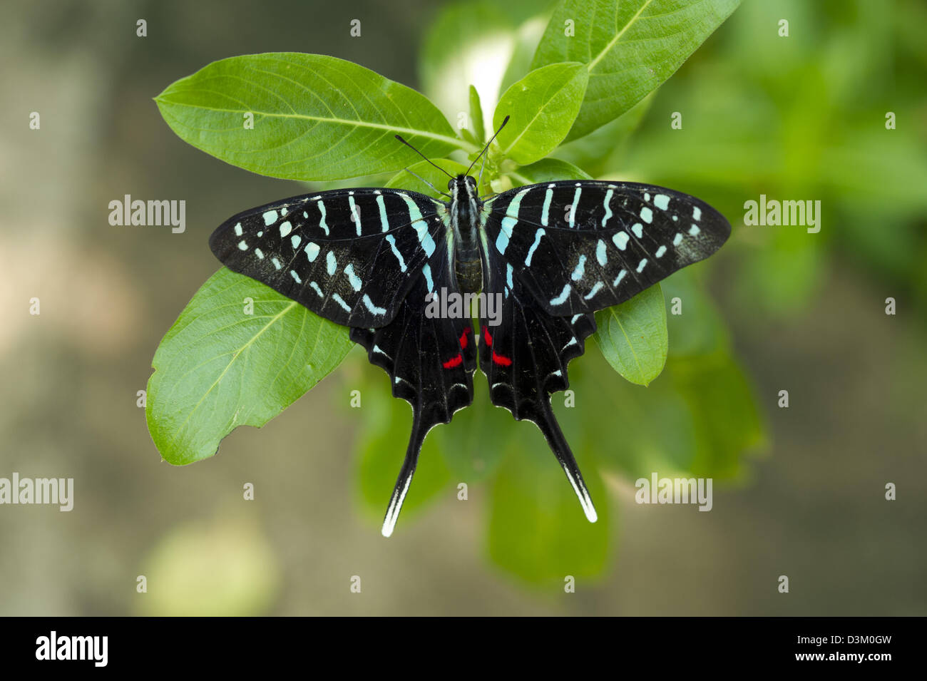 Graphium antheus hi-res stock photography and images - Alamy