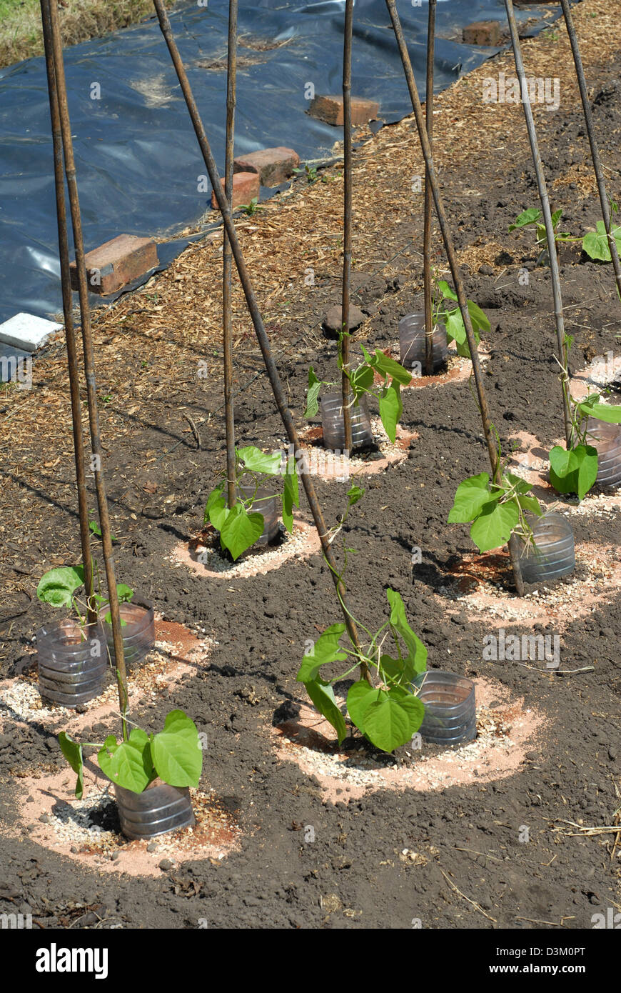 Phaseolus coccineus seedlings hi-res stock photography and images - Alamy
