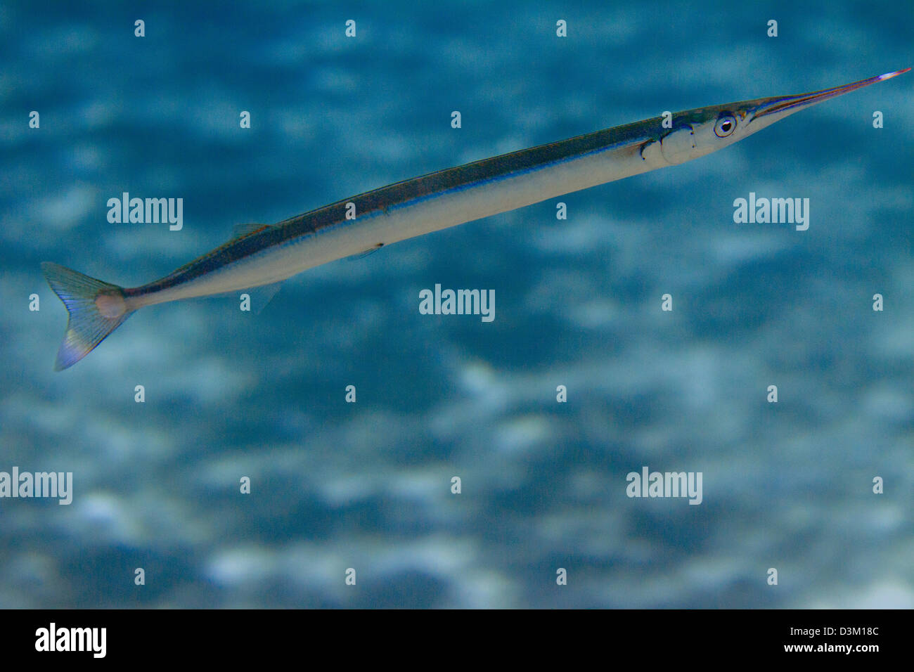Needlefish hi-res stock photography and images - Alamy