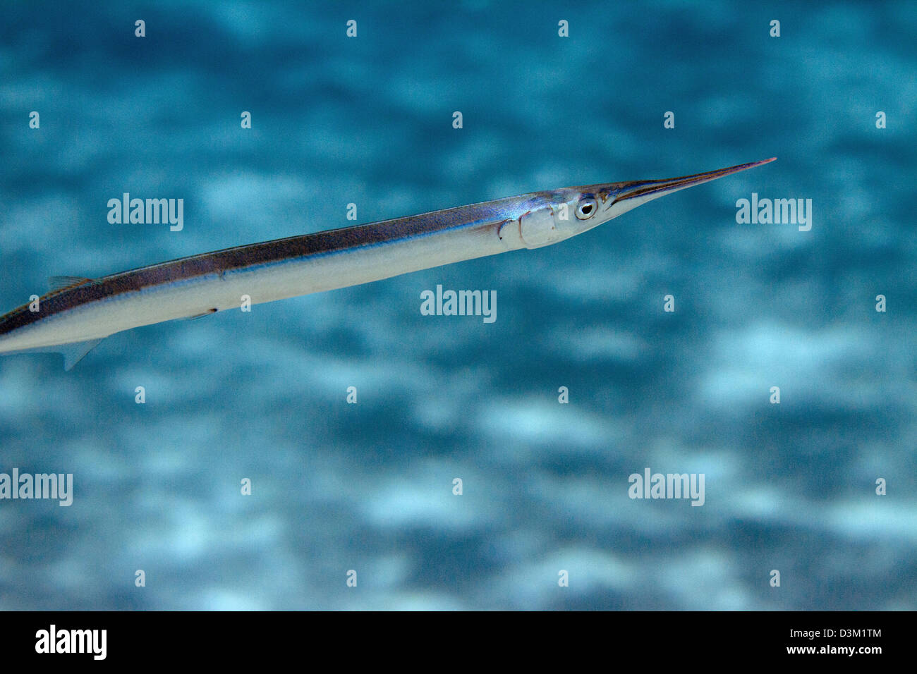 Needlefish hi-res stock photography and images - Alamy